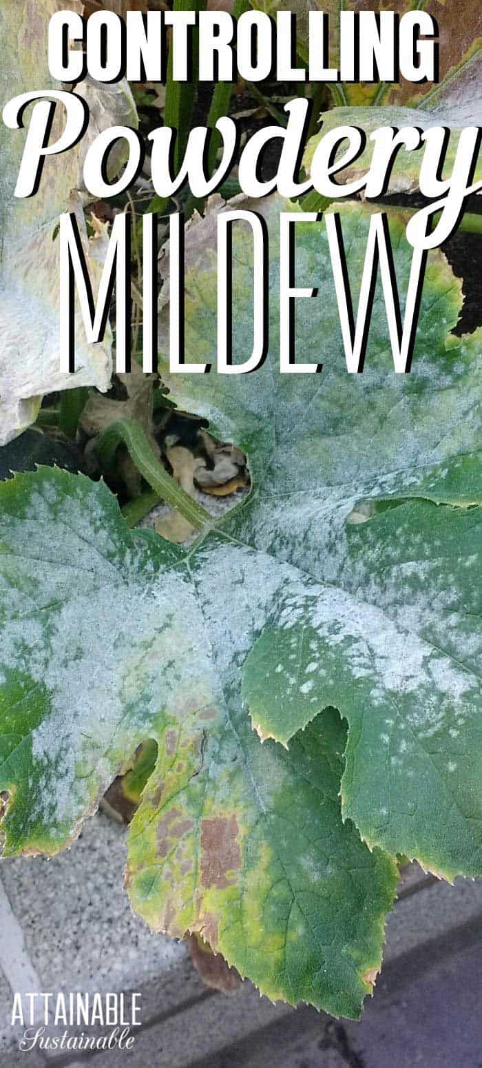 Powdery Mildew in the Garden Attainable Sustainable®