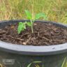How to Plant Tomatoes DEEP for a Bountiful Harvest
