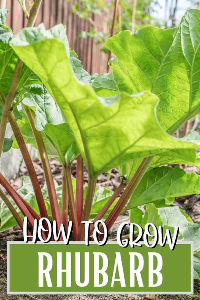 Growing Rhubarb in the Home Garden - Attainable Sustainable®