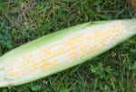 How to Grow Corn in Your Backyard Garden - Attainable Sustainable®