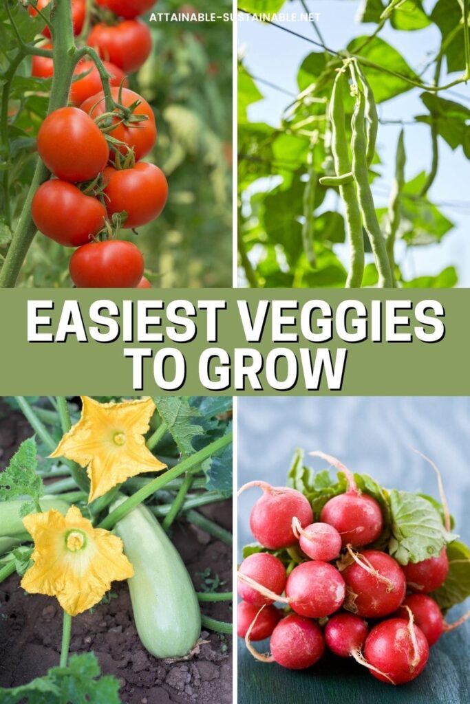 Easy Vegetables to Grow for a Successful Garden Harvest