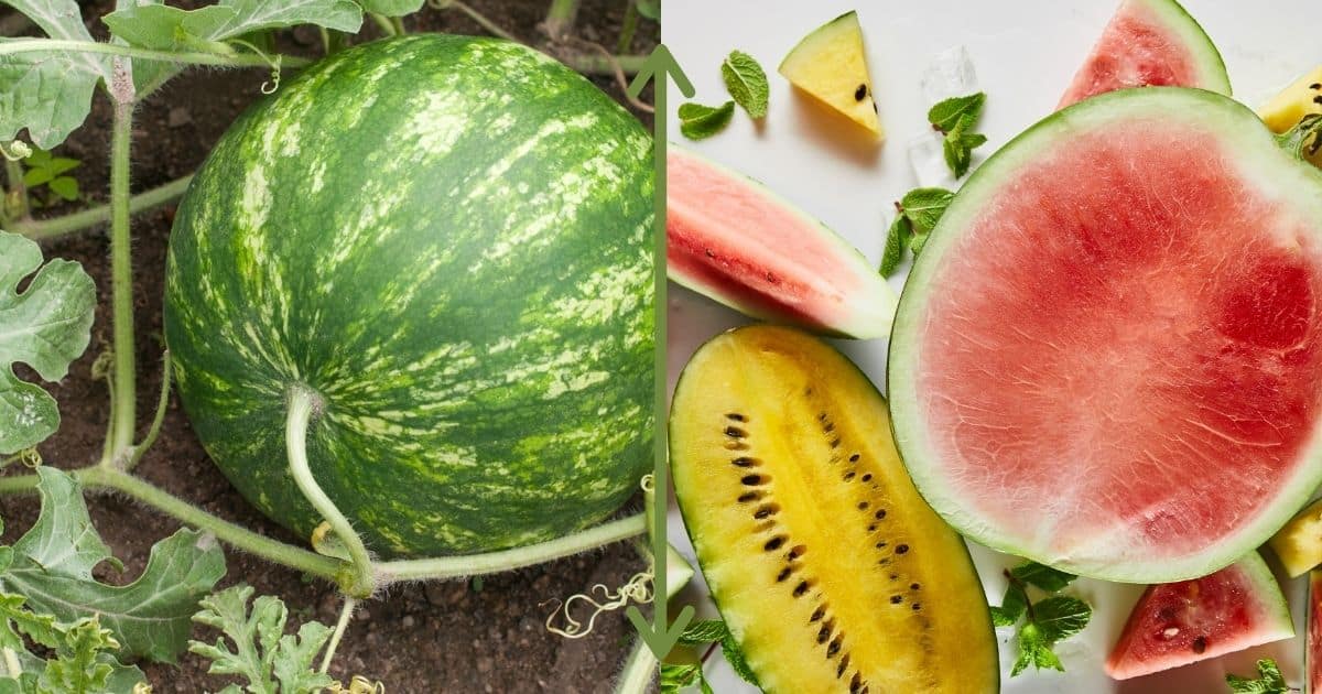 Growing Watermelon for Fresh, Delicious Summertime Fruit
