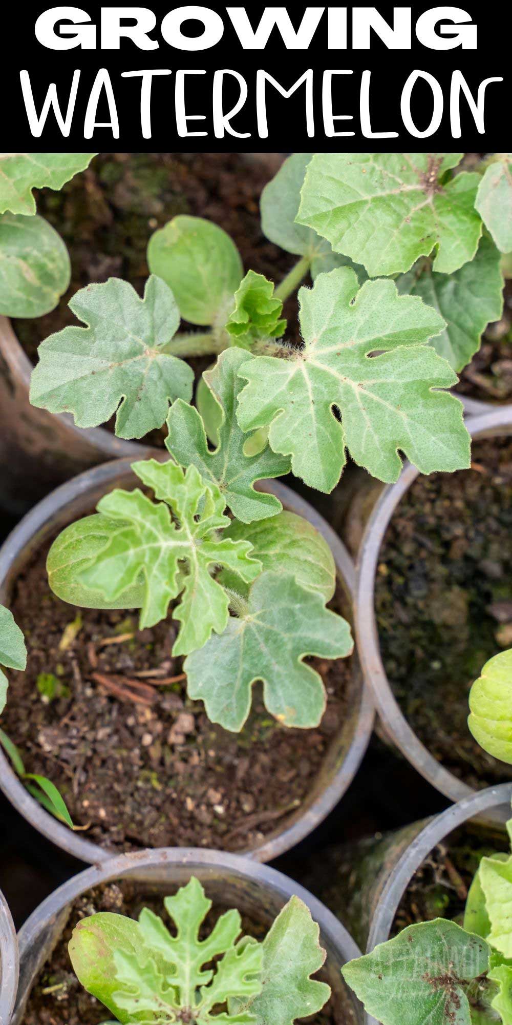 Growing Watermelon for Fresh, Delicious Summertime Fruit