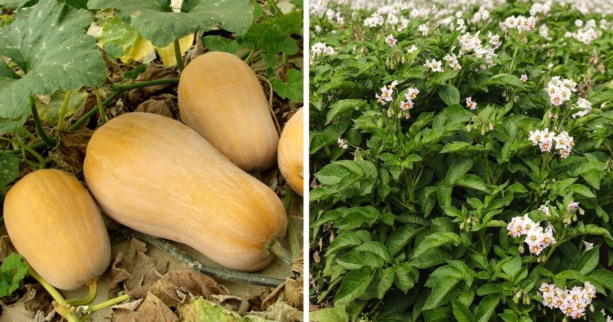Growing a Survival Garden with Staple Crops - Attainable Sustainable