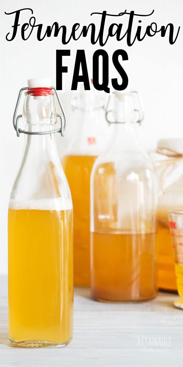 Fermentation 101 -- How to Get Started with DIY Probiotics