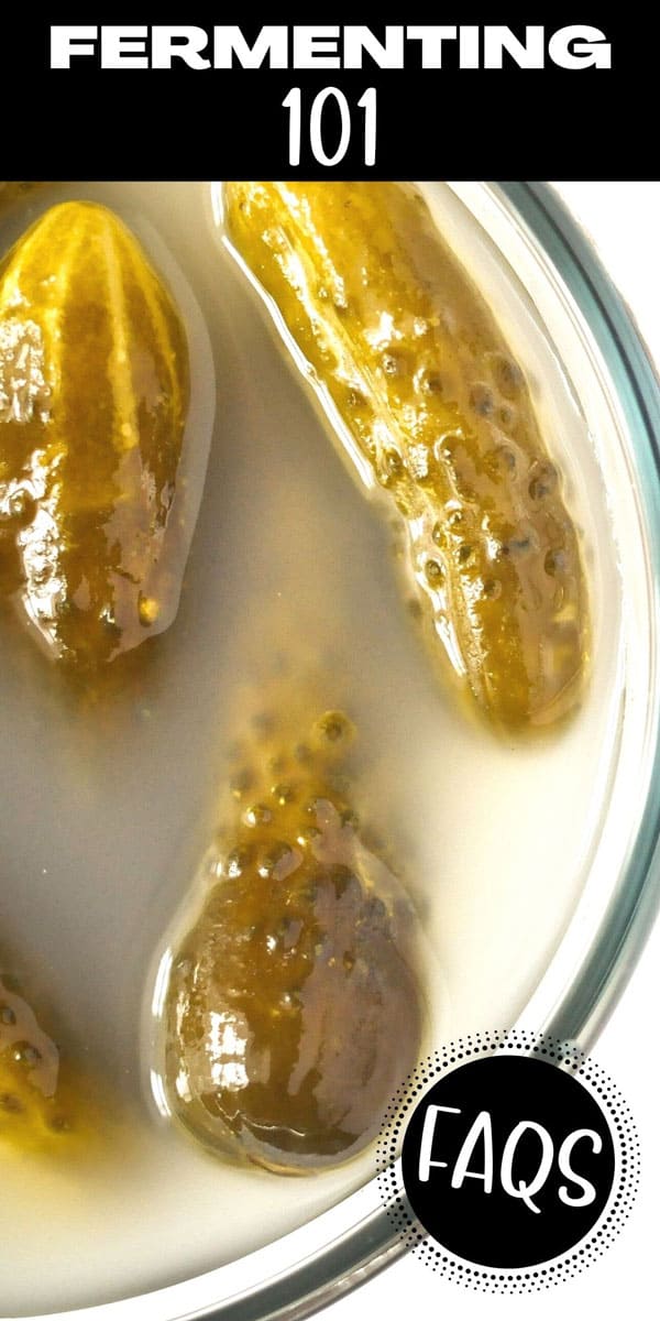 Fermentation 101 -- How to Get Started with DIY Probiotics