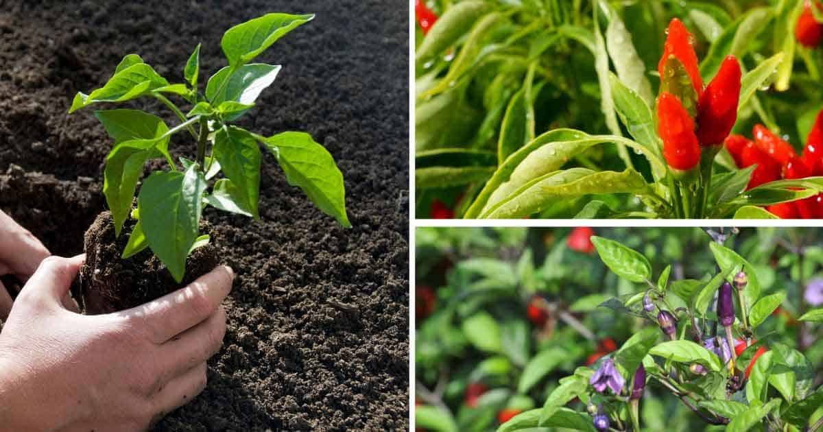 How To Grow Hot Peppers For Homegrown Fiery Flavor