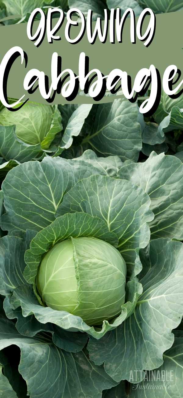 How to Grow Cabbage in Your Garden - Attainable Sustainable®