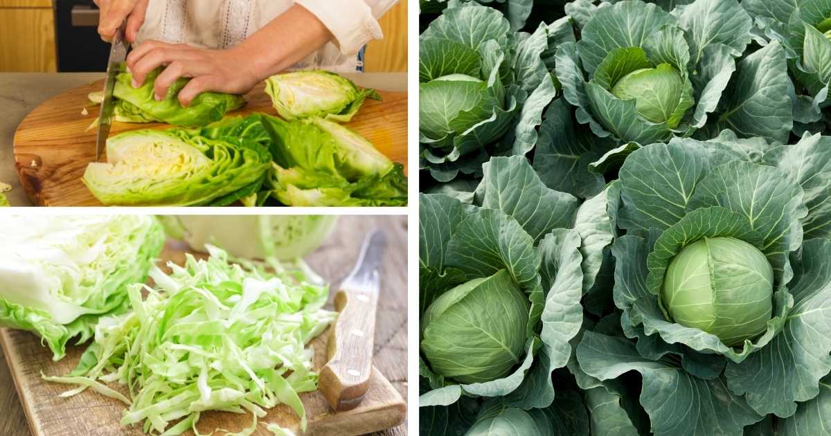 How to Grow Cabbage in Your Garden - Attainable Sustainable®