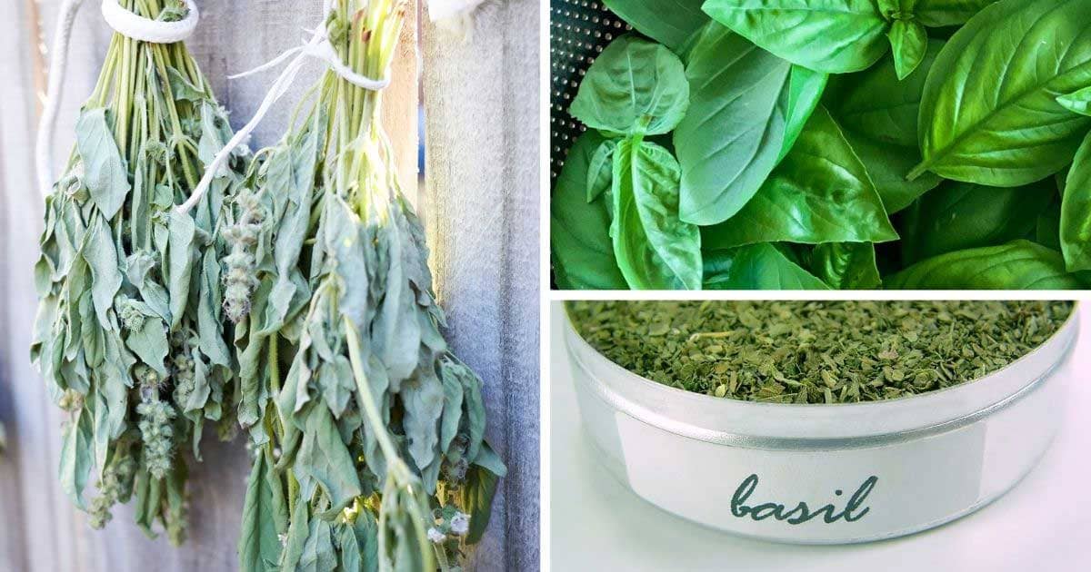 How to Dry Basil for Garden Fresh Flavor All Year Long