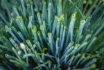 Growing Chives as a Perennial Herb - Attainable Sustainable®