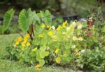 10 Fabulous Reasons to Grow Nasturtiums - Attainable Sustainable®