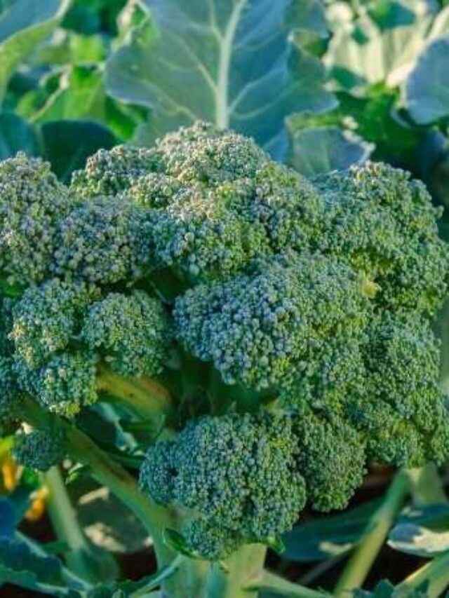 How to Grow Beautiful Broccoli 101 - Attainable Sustainable®