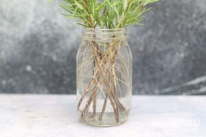 Propagating Rosemary from Cuttings - Attainable Sustainable®