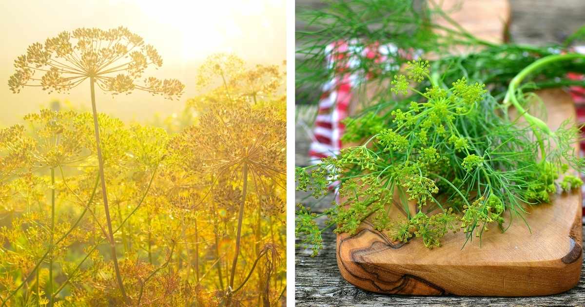 Growing Dill in the Home Garden - Attainable Sustainable®