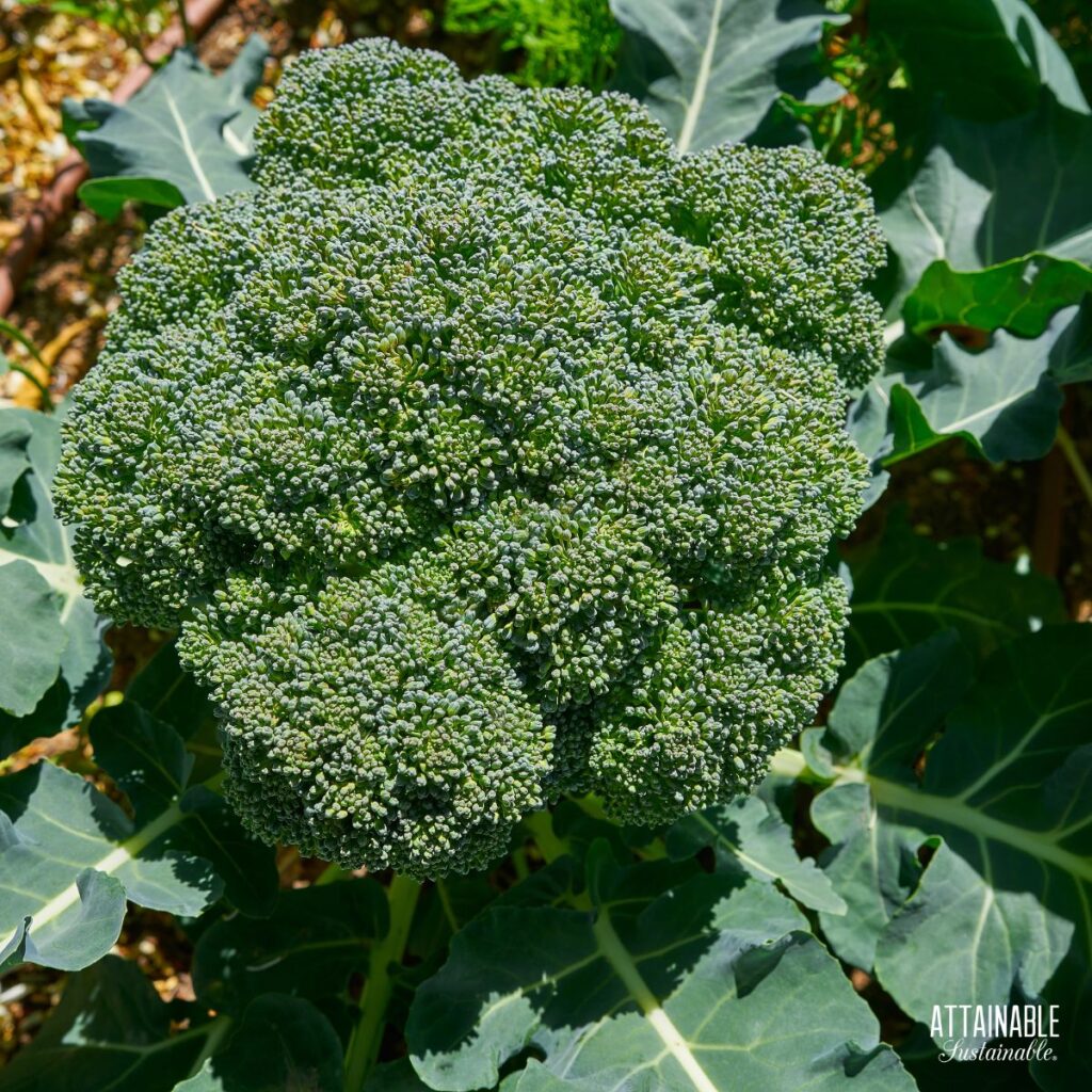 Growing Broccoli in the Home Garden - Attainable Sustainable®