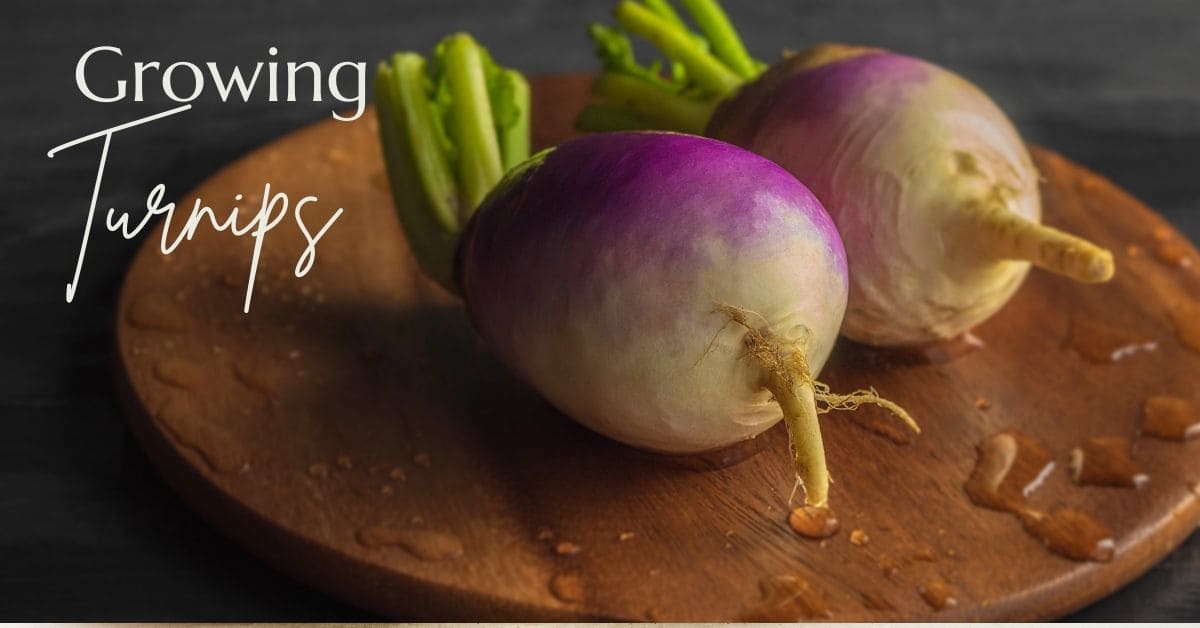 Growing Turnips: Fresh from the Garden Flavor - Attainable Sustainable®