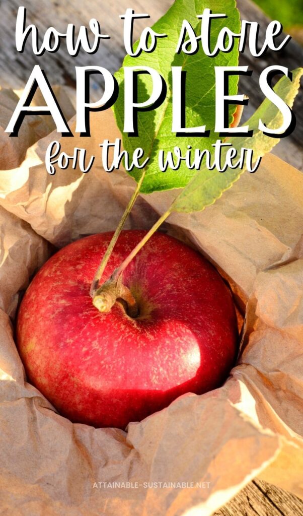 How to Store Apples for Long-Lasting Freshness - Attainable Sustainable®