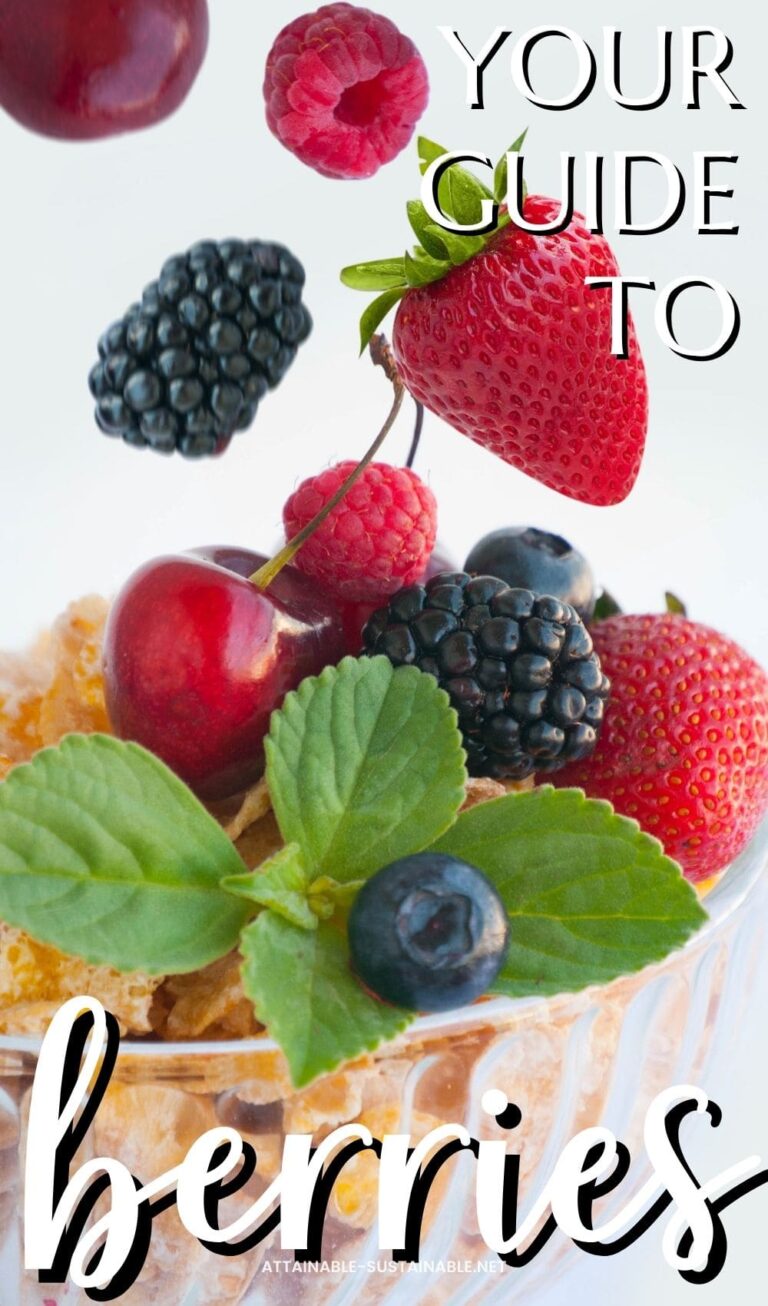 10 Types of Fresh Berries & Favorite Recipes - Attainable Sustainable®