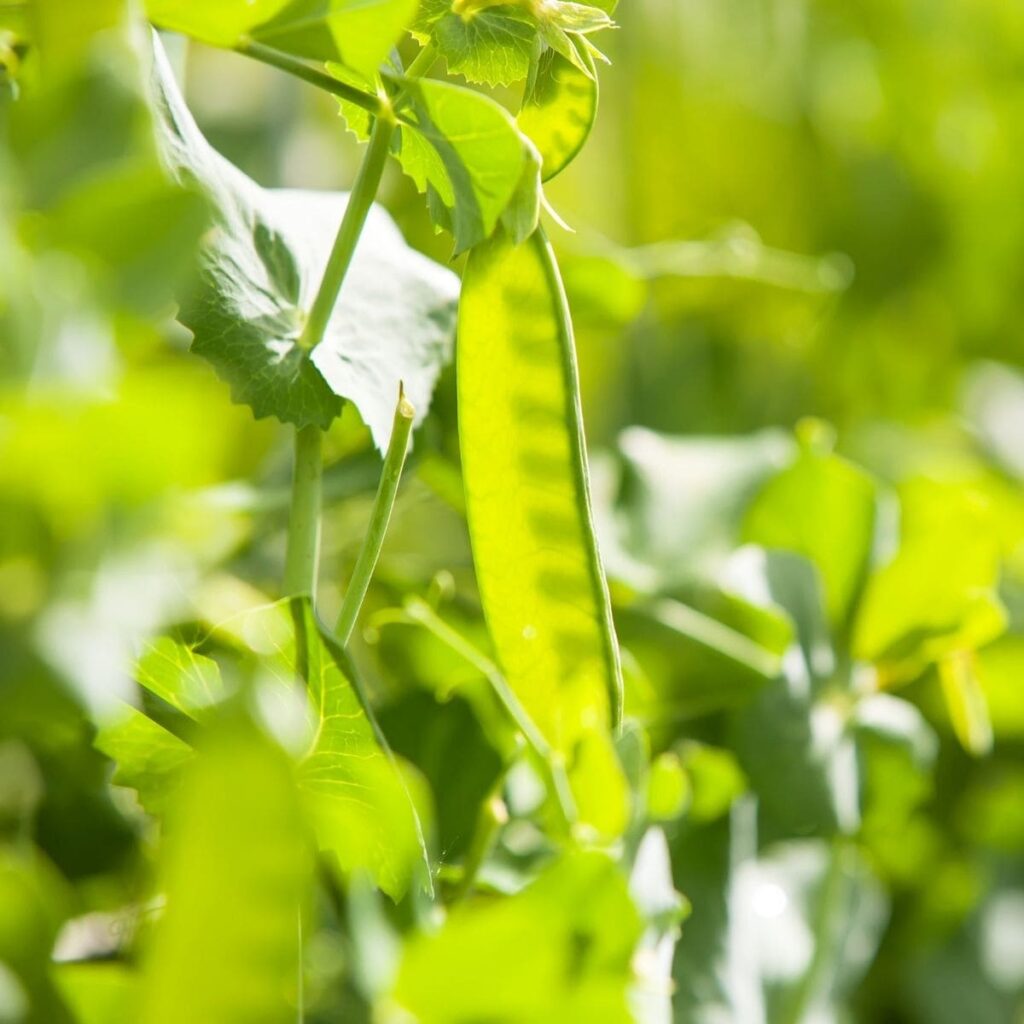 How to Grow Peas in Your Home Garden - Attainable Sustainable®