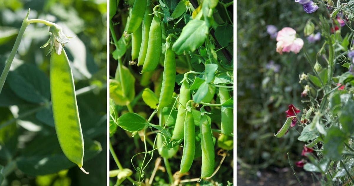 How to Grow Peas in Your Home Garden - Attainable Sustainable®
