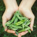 How to Grow Peas in Your Home Garden - Attainable Sustainable®