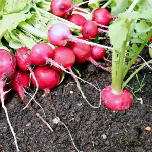 Growing Radishes in Your Garden - Attainable Sustainable®
