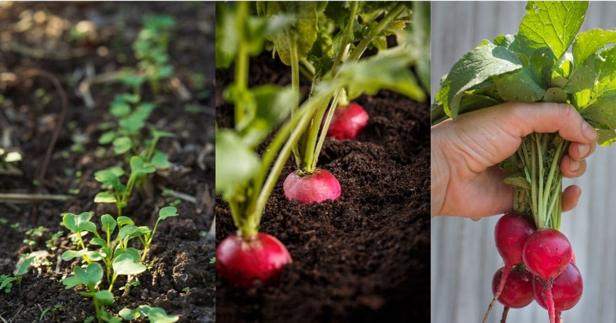 Growing Radishes in Your Garden - Attainable Sustainable®