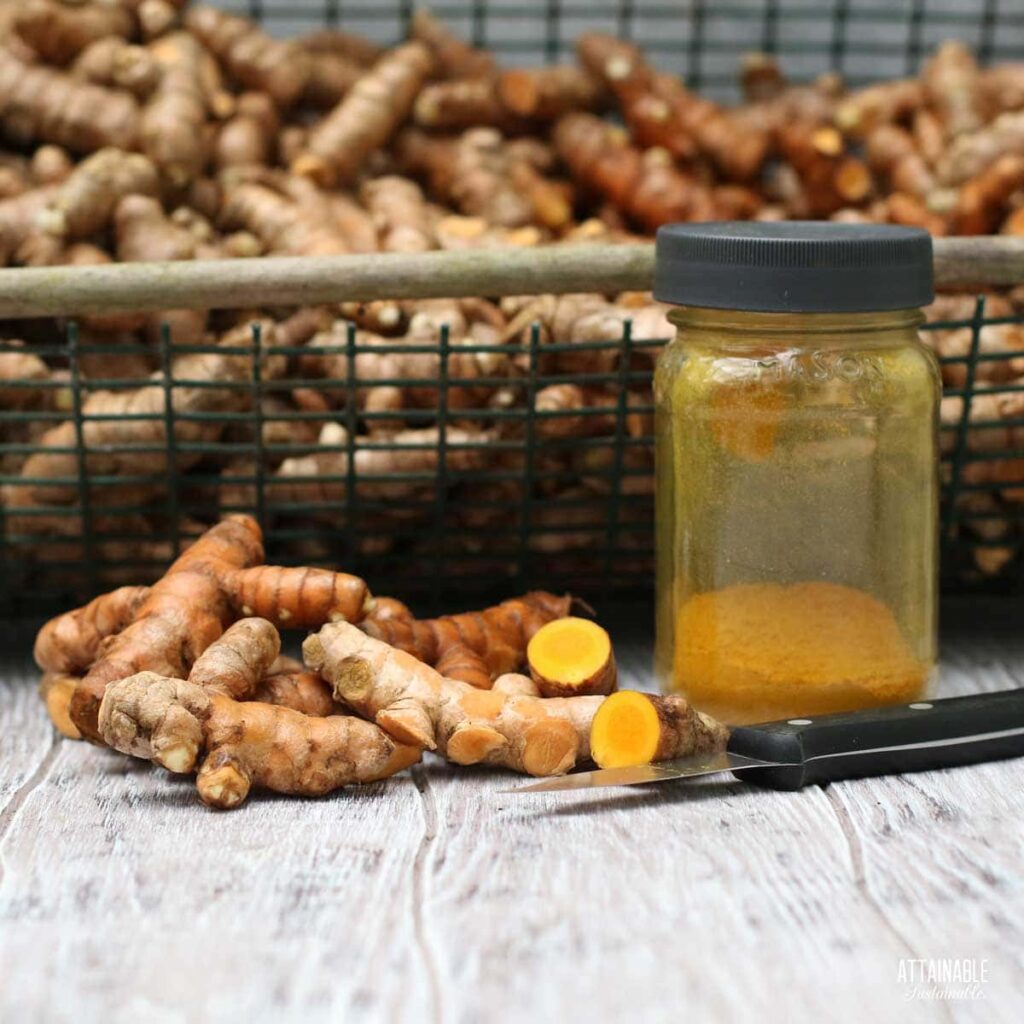 How to Start Growing Turmeric at Home