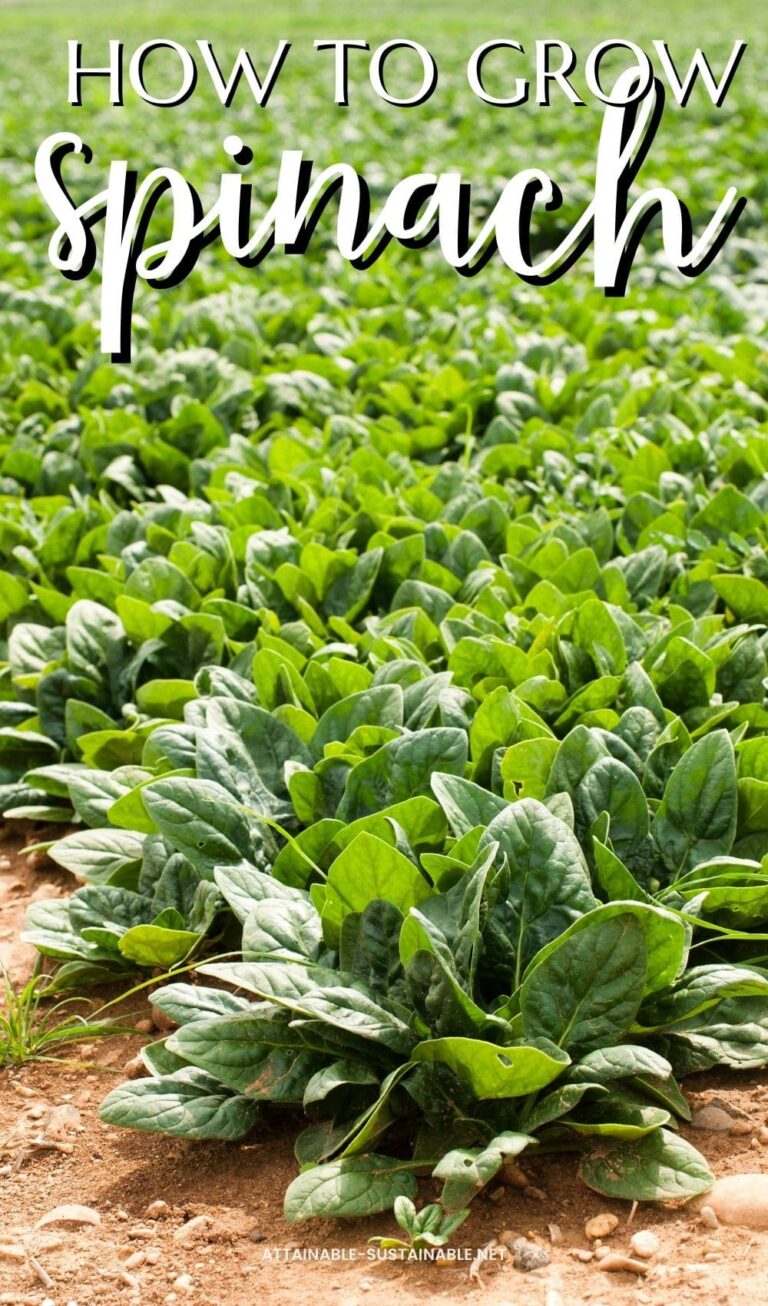 Growing Spinach for a Cool Season Harvest - Attainable Sustainable®