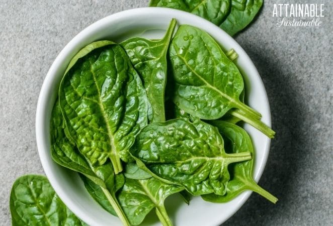 Growing Spinach for a Cool Season Harvest - Attainable Sustainable®