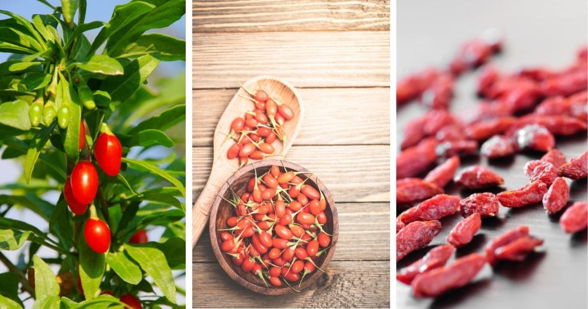 Growing Goji Berries for Good Health - Attainable Sustainable®