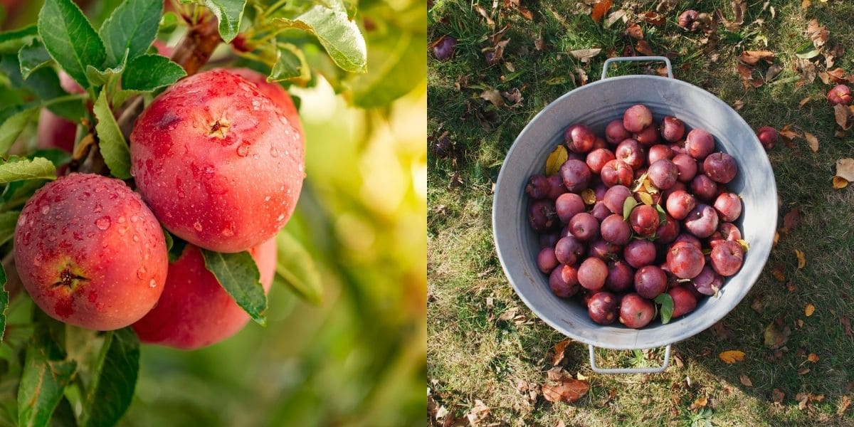Growing Apple Trees in the Backyard Orchard - Attainable Sustainable®