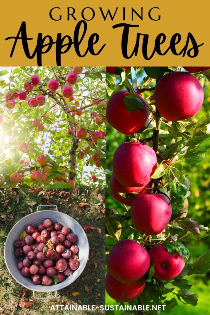 Growing Apple Trees in the Backyard Orchard - Attainable Sustainable®