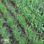 Growing Green Onions for a Flavorful Harvest - Attainable Sustainable®