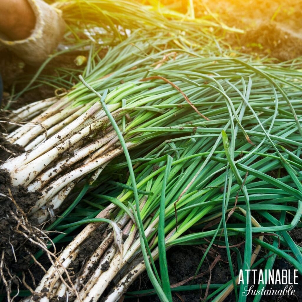 Growing Green Onions for a Flavorful Harvest - Attainable Sustainable®