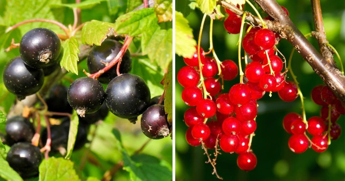 Growing Currants for a Perennial Harvest - Attainable Sustainable®
