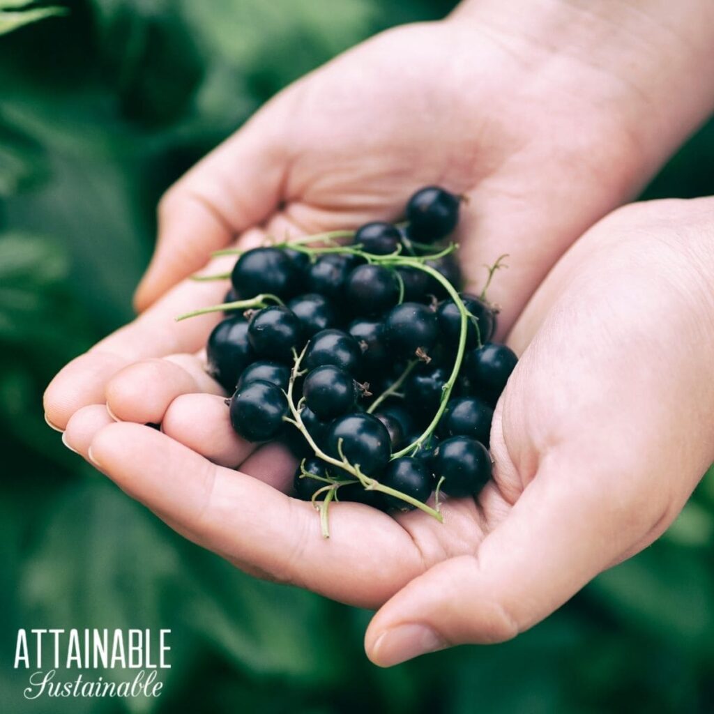 Growing Currants for a Perennial Harvest - Attainable Sustainable®
