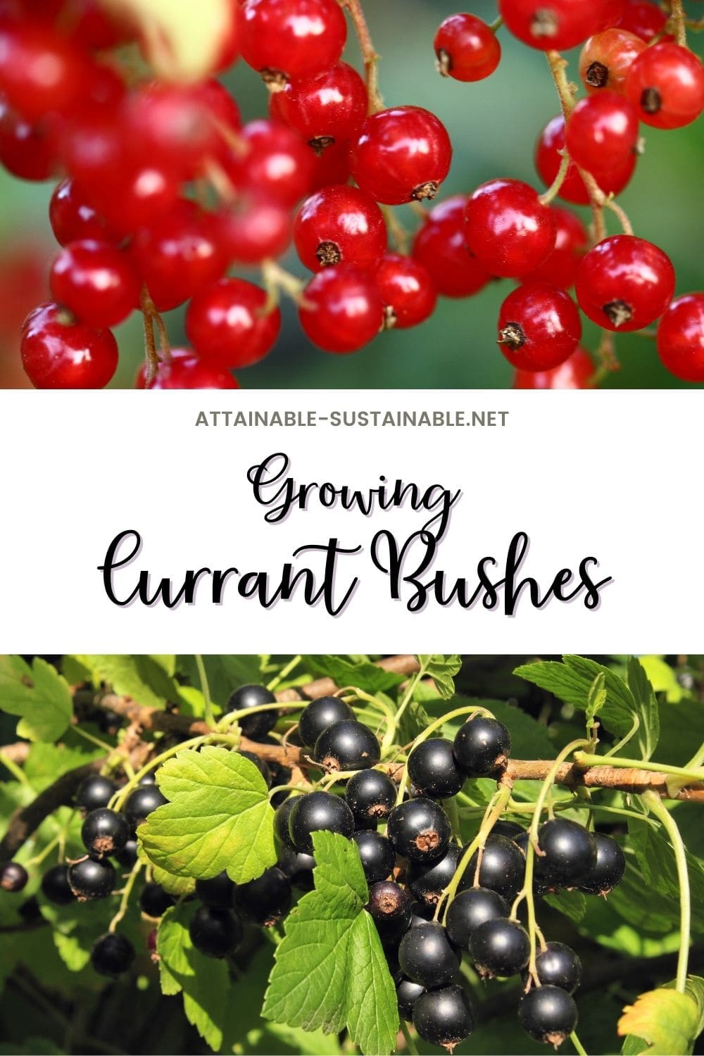 Growing Currants for a Perennial Harvest - Attainable Sustainable®