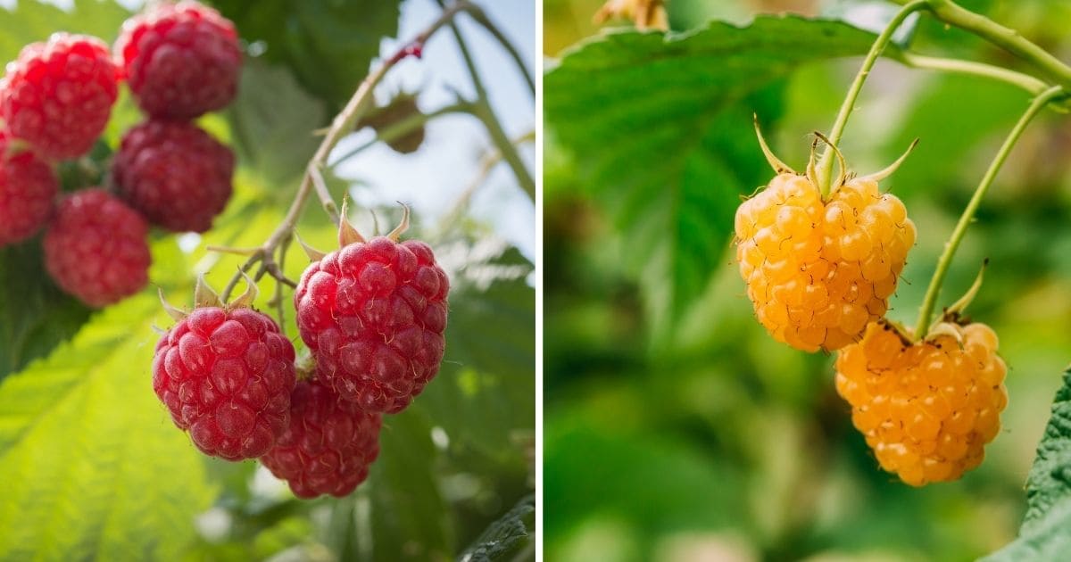 Growing Raspberries for a Delicious Harvest - Attainable Sustainable®