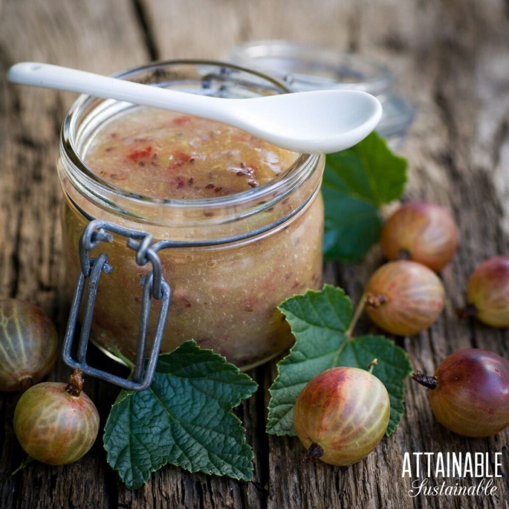 Growing Gooseberries for Flowers and Fruit - Attainable Sustainable®