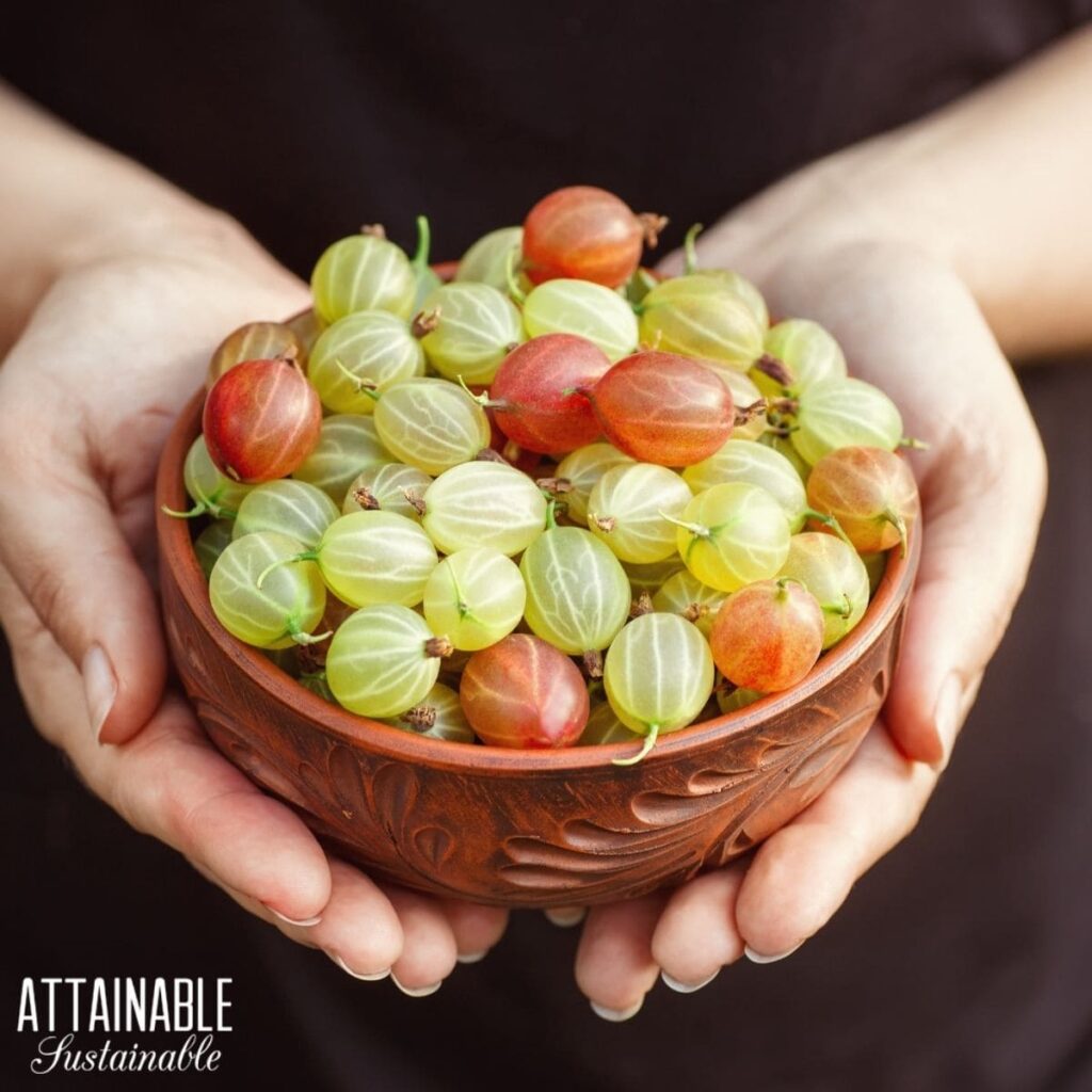Growing Gooseberries for Flowers and Fruit - Attainable Sustainable®