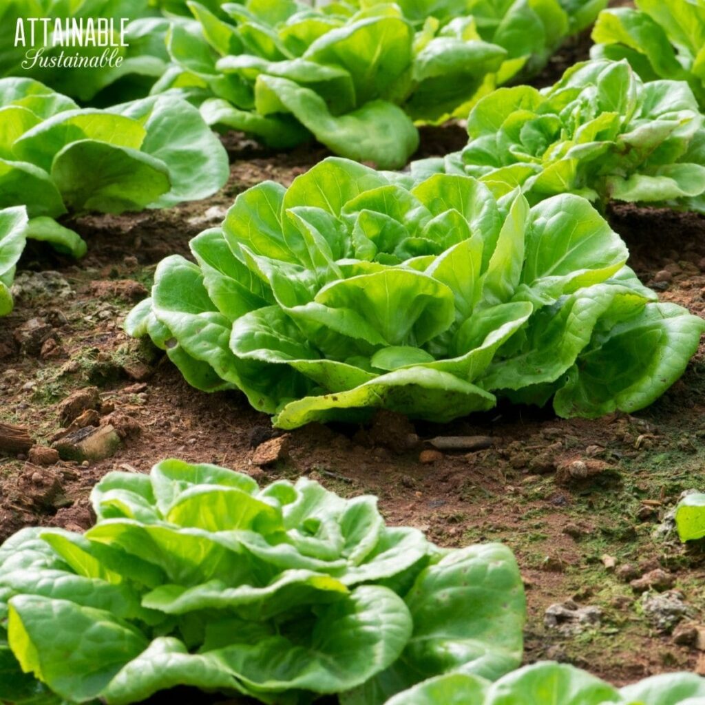 How to Grow Lettuce in Your Home Garden - Attainable Sustainable®
