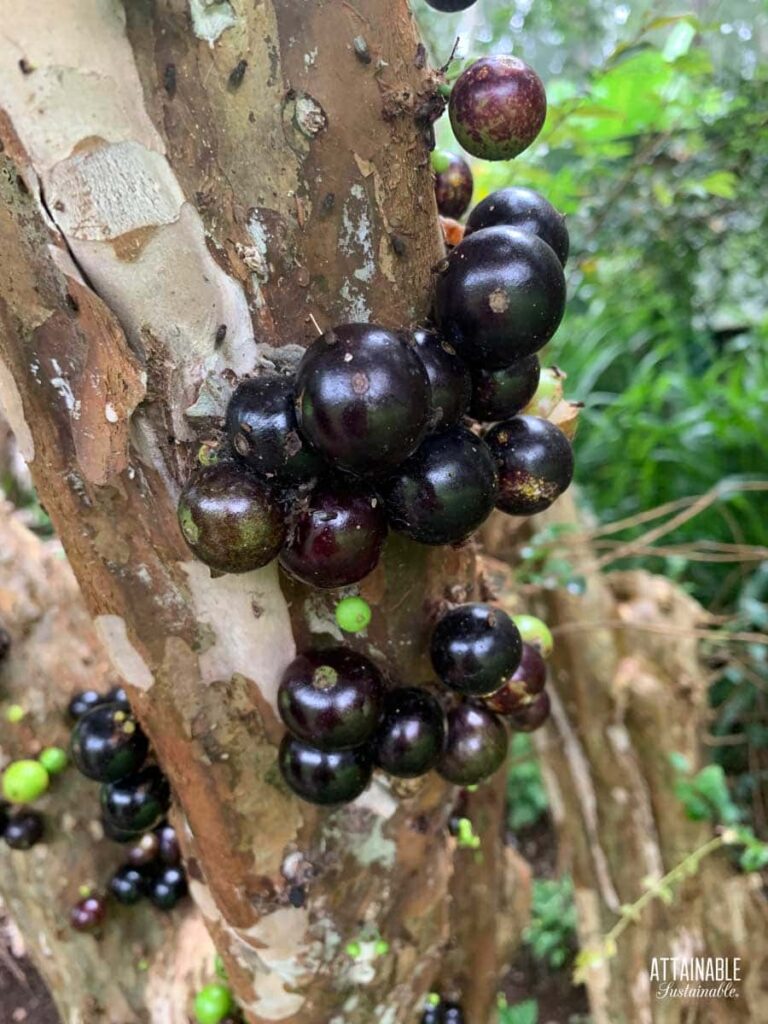 Jaboticaba Jam Without Seeds - Attainable Sustainable®
