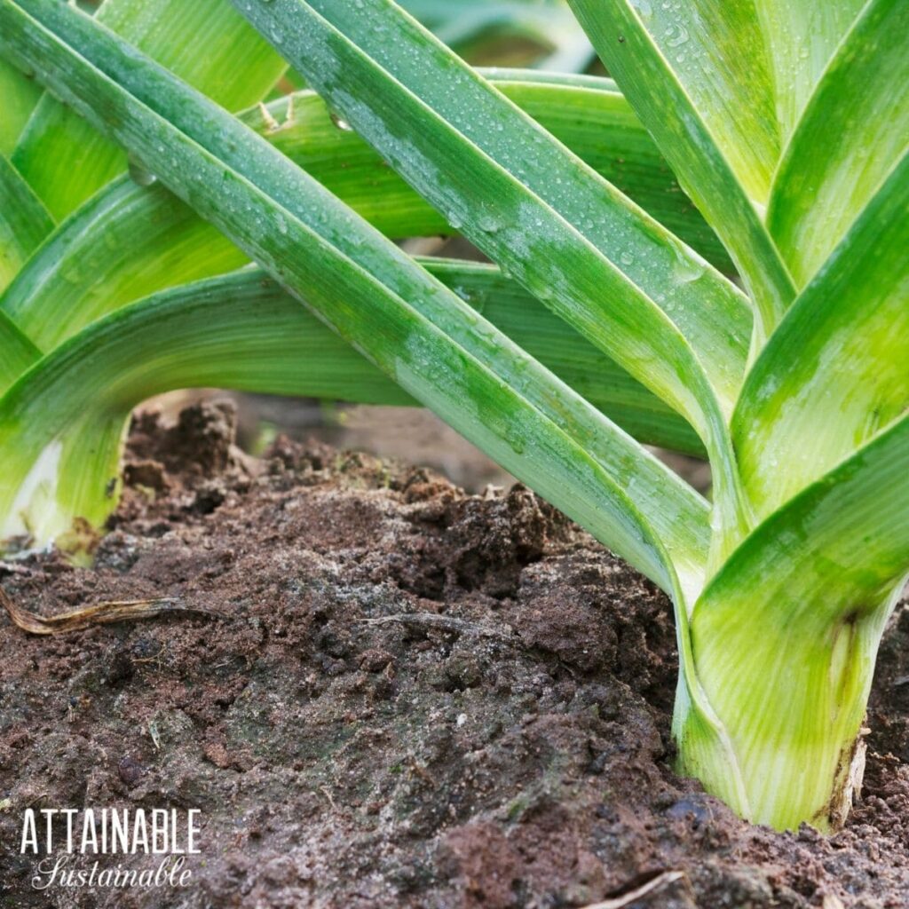 Growing Leeks in the Backyard Garden for Fresh Flavor