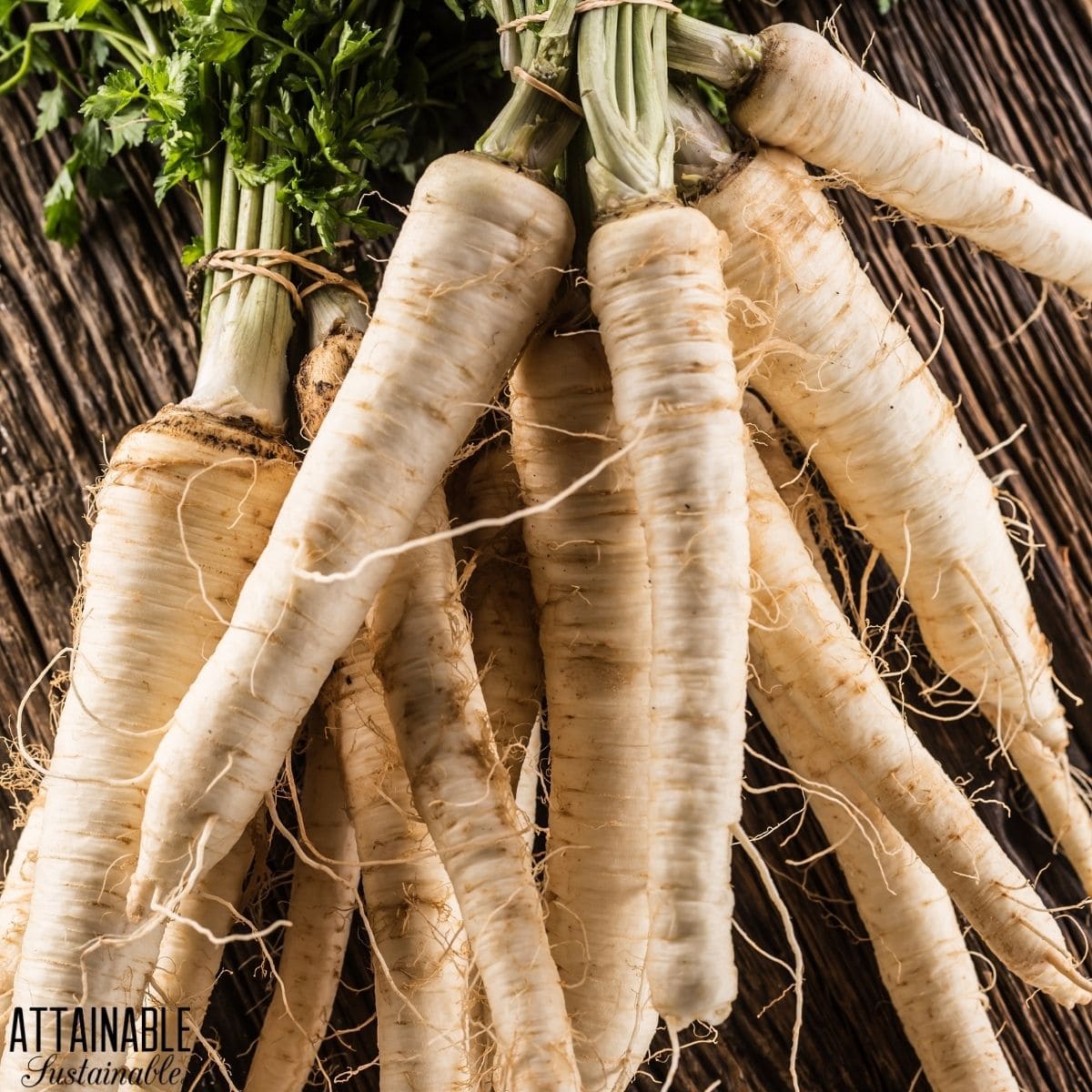 Growing Parsnips: A Cool-Weather Treasure - Attainable Sustainable®
