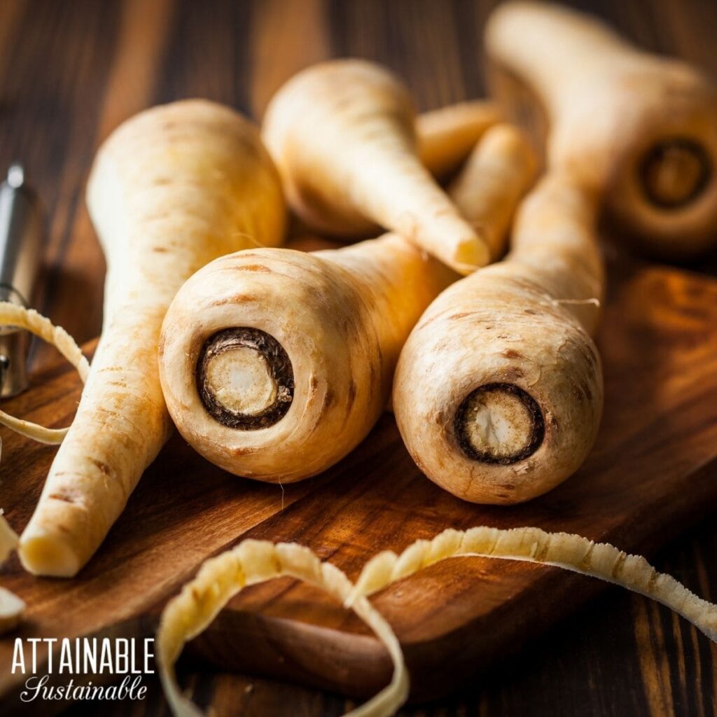 Growing Parsnips: A Cool-Weather Treasure - Attainable Sustainable®