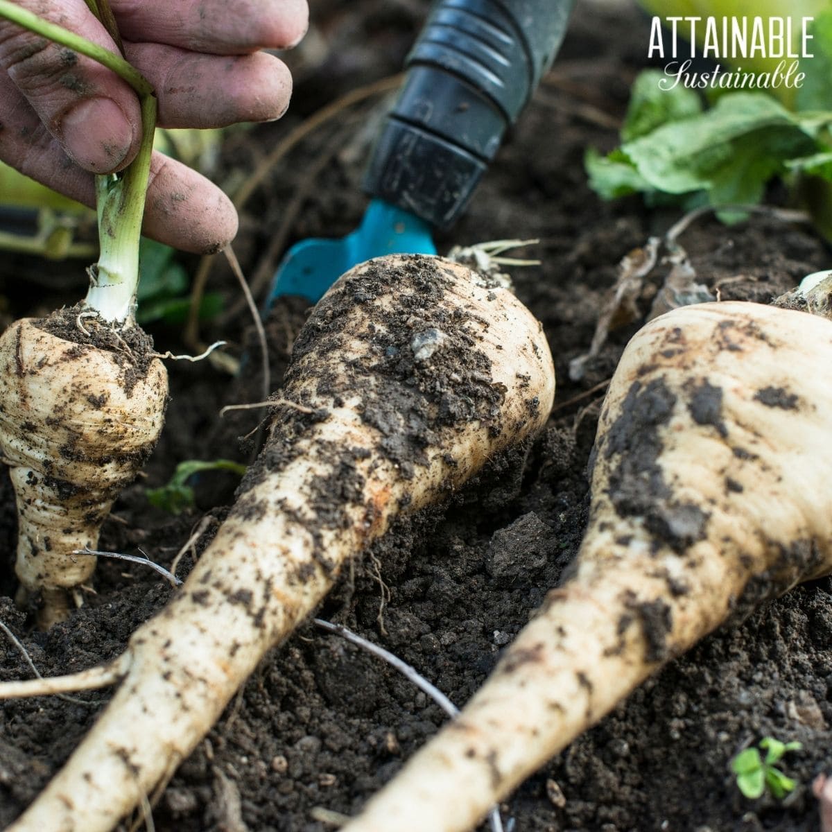Growing Parsnips: A Cool-Weather Treasure - Attainable Sustainable®
