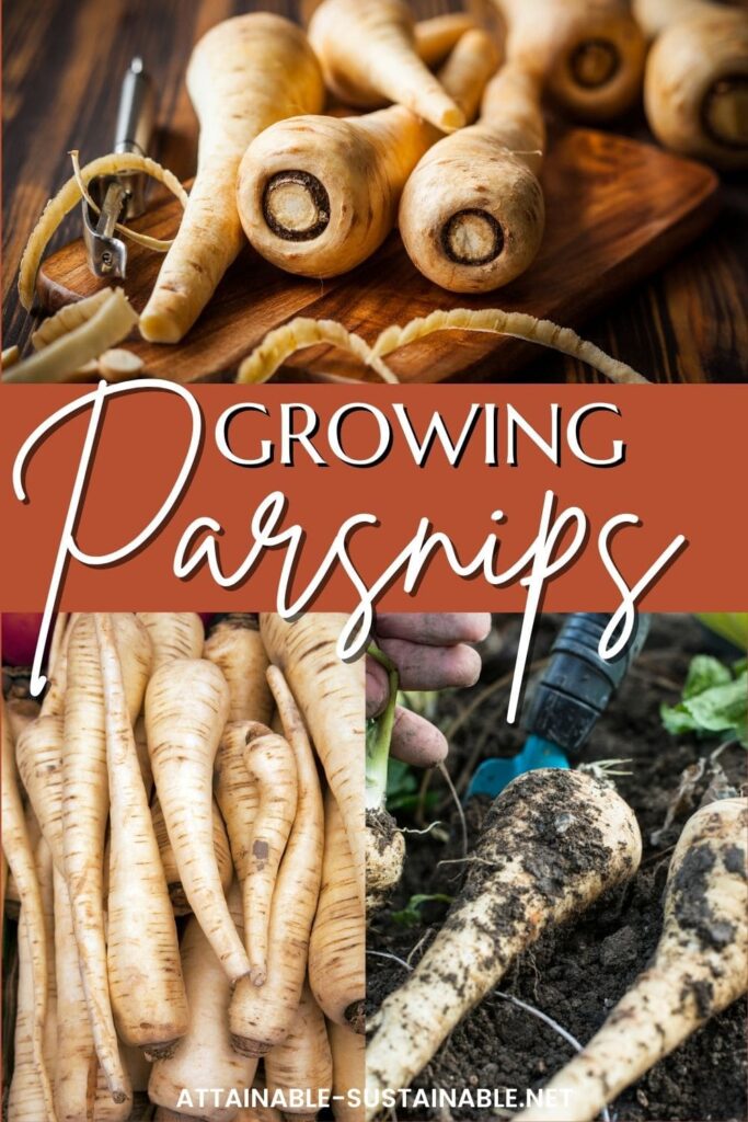Growing Parsnips: A Cool-Weather Treasure - Attainable Sustainable®
