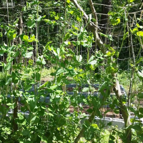 These Easy DIY Trellis Ideas Will Get Your Garden Growing UP!